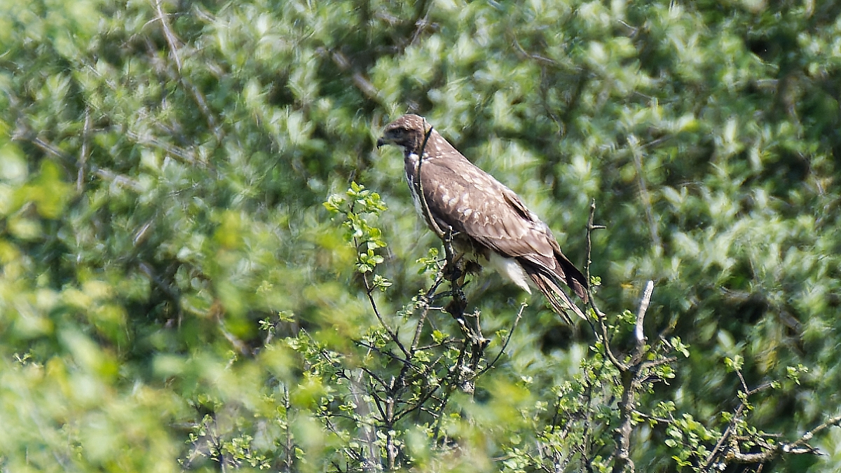 buse variable